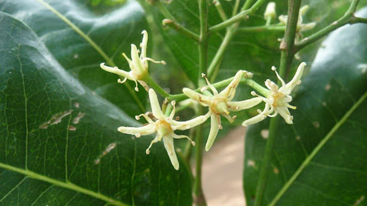 Entada pursaetha; Pus wel; පුස් වැල් – Lakpura®